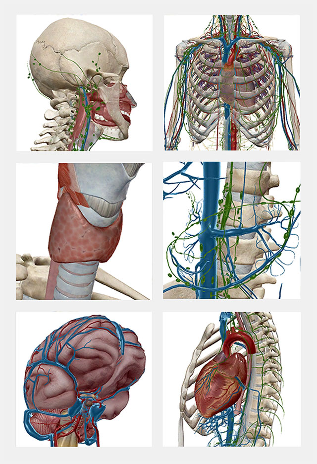Human Anatomy Atlas by Visible Body Human Anatomy Atlas by Visible Body
