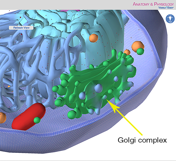 Anatomy and Physiology: Parts of a Human Cell