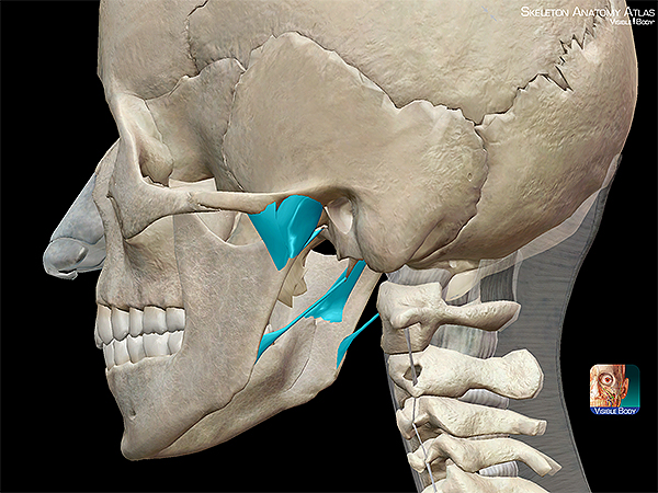 Five Fast Facts about Skull Anatomy