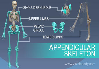 Learn Skeleton System Anatomy