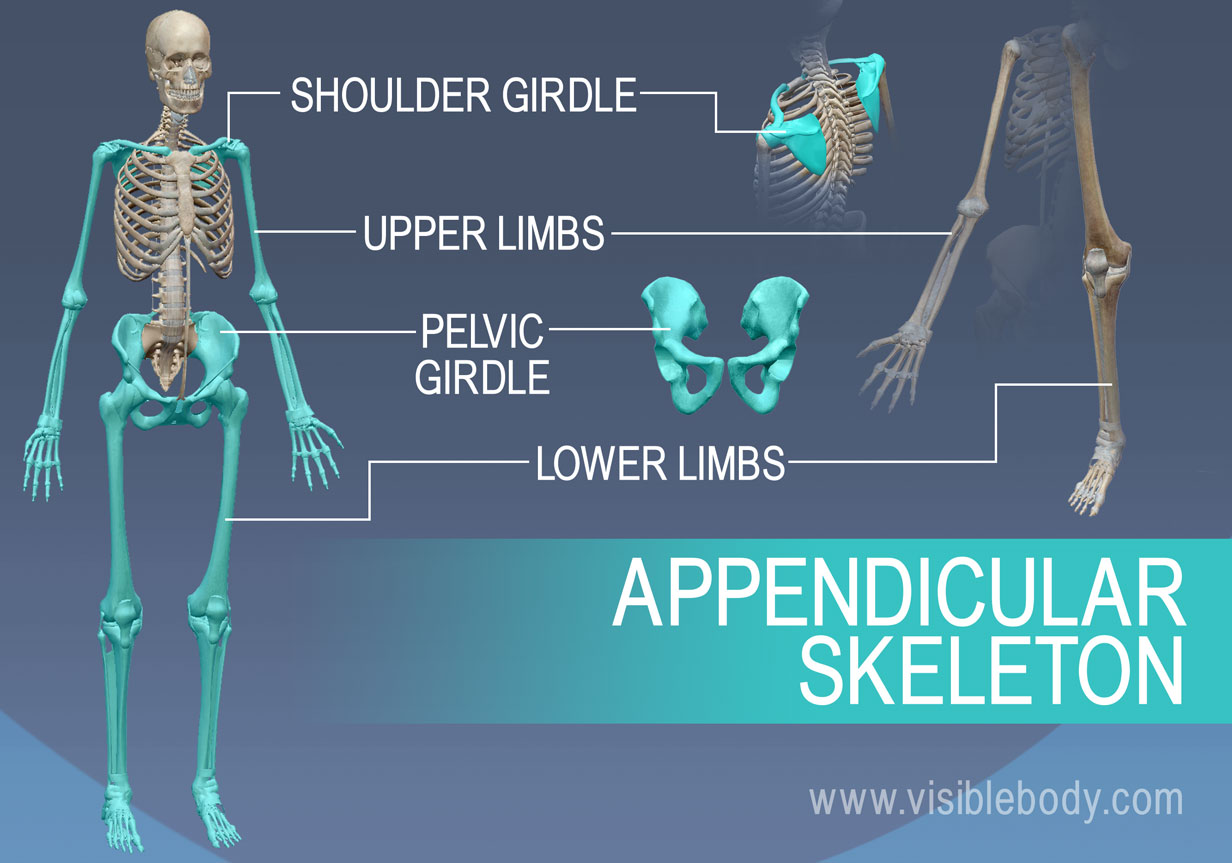 Huesos Apendicular Huesos Apendicular