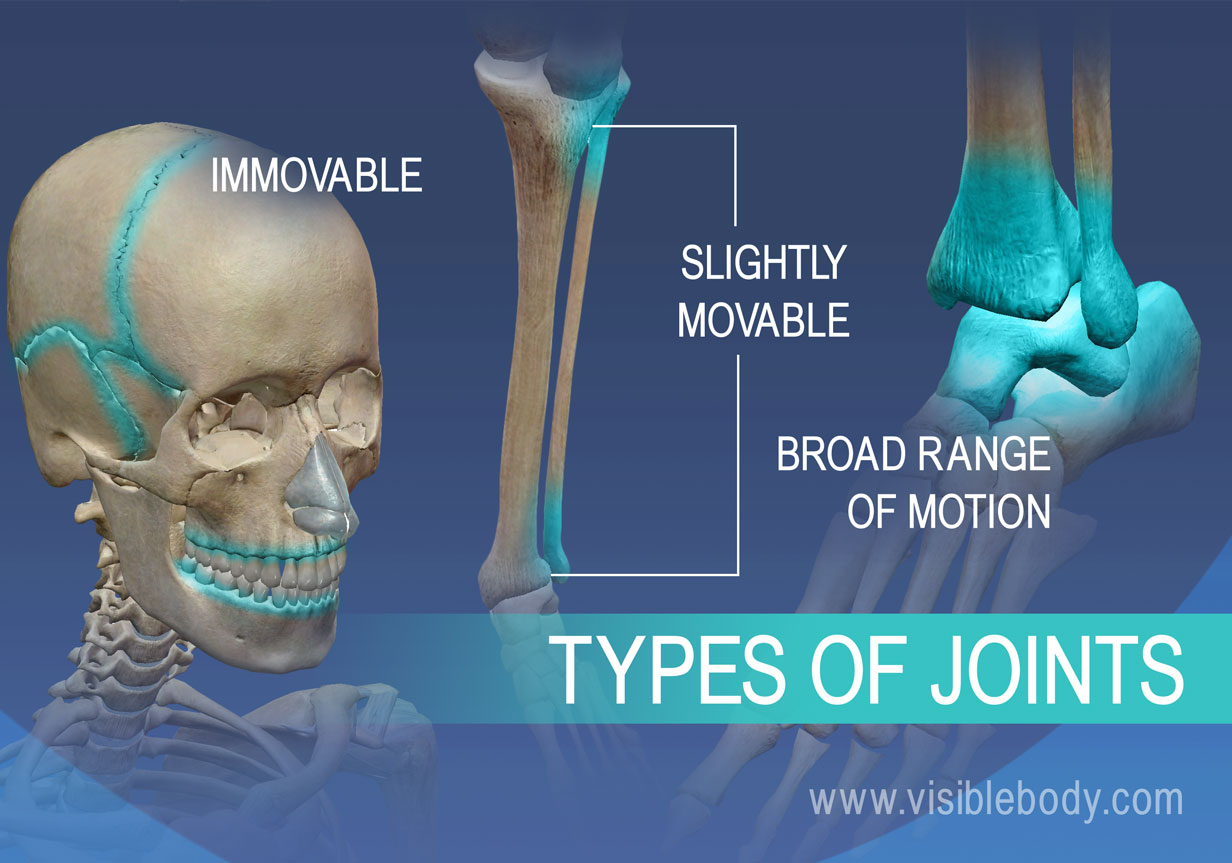 Overview of Skeleton | Learn Skeleton Anatomy