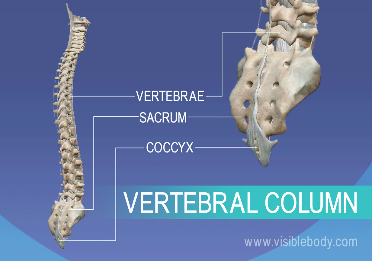 Axial Skeleton | Learn Skeleton Anatomy