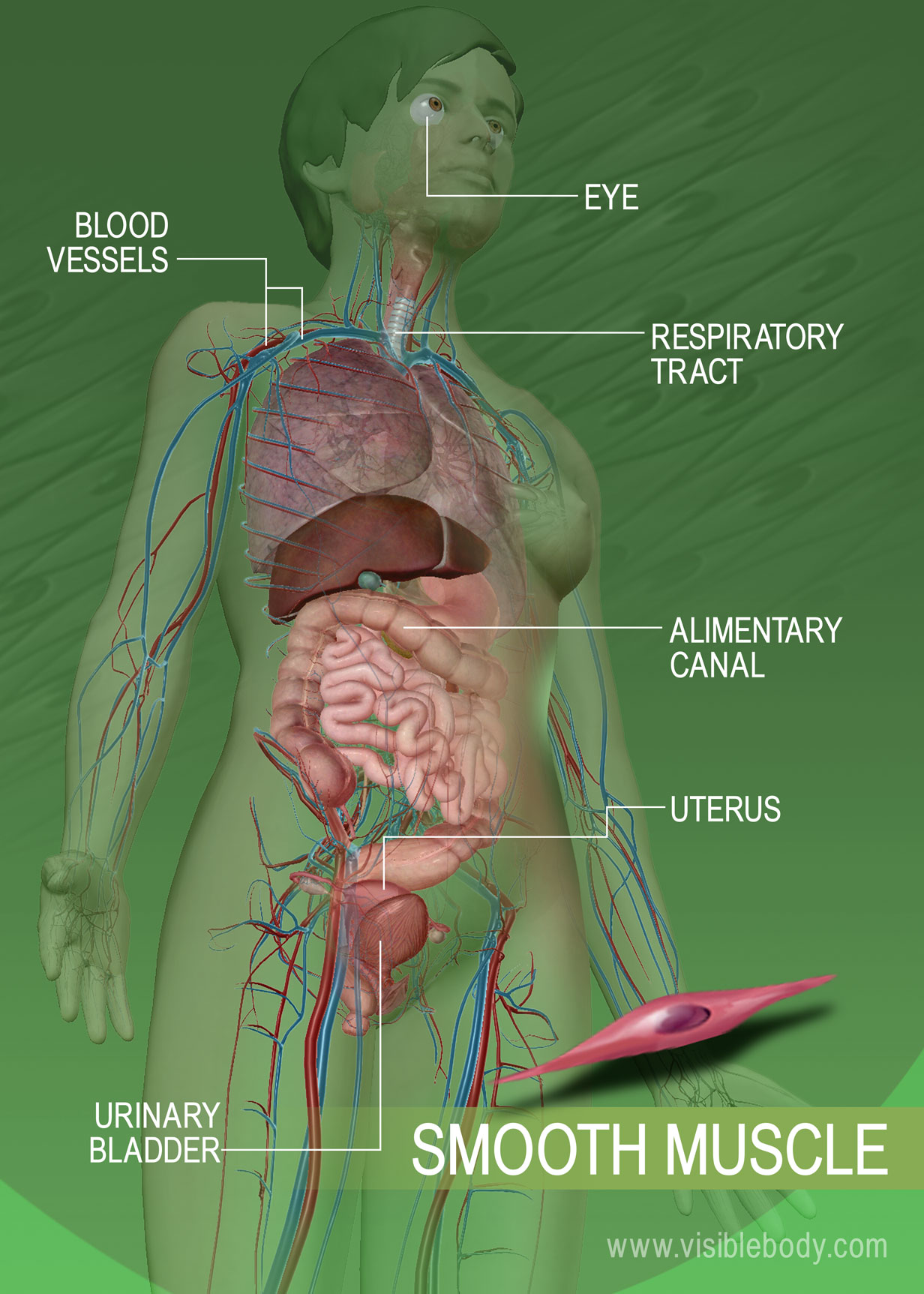 Muscle Types Learn Muscular Anatomy Muscle Types Learn Muscular Anatomy