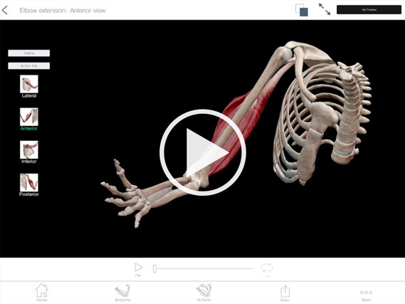 Muscle Attachments and Actions | Learn Muscle Anatomy