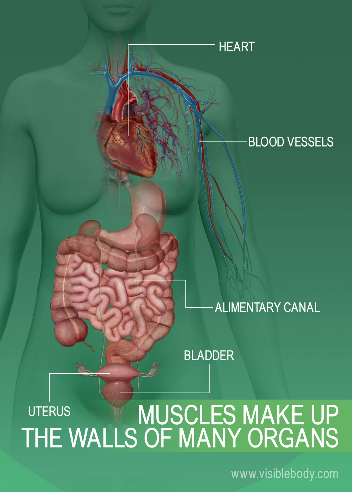 Muscular System Overview 5 Facts About Muscles Learn Muscle Anatomy