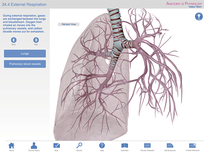 Anatomy and Physiology: Gas Exchange