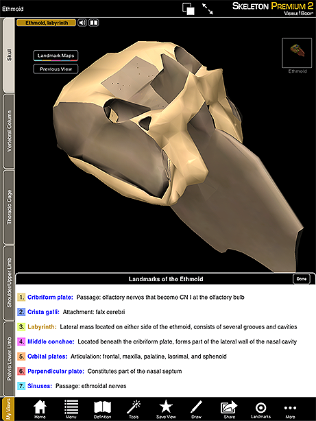 3D Skeletal System: Five Things to Know about the Ethmoid Bone