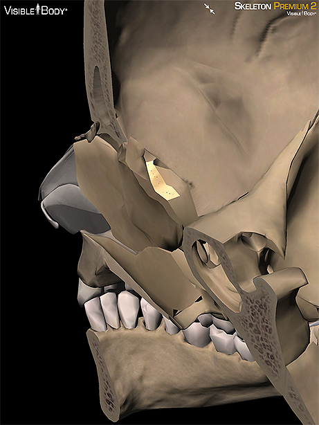 3D Skeletal System: Five Things to Know about the Ethmoid Bone