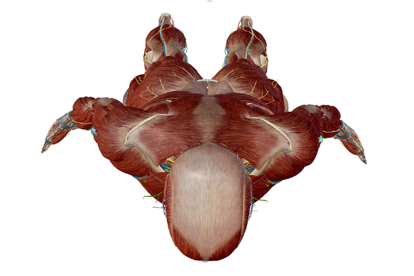 Anatomy and Physiology: Anatomical Position and Directional Terms