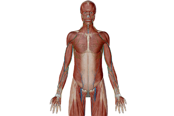 Anatomy And Physiology Anatomical Position And Directional Terms Anatomy And Physiology Anatomical Position And Directional Terms