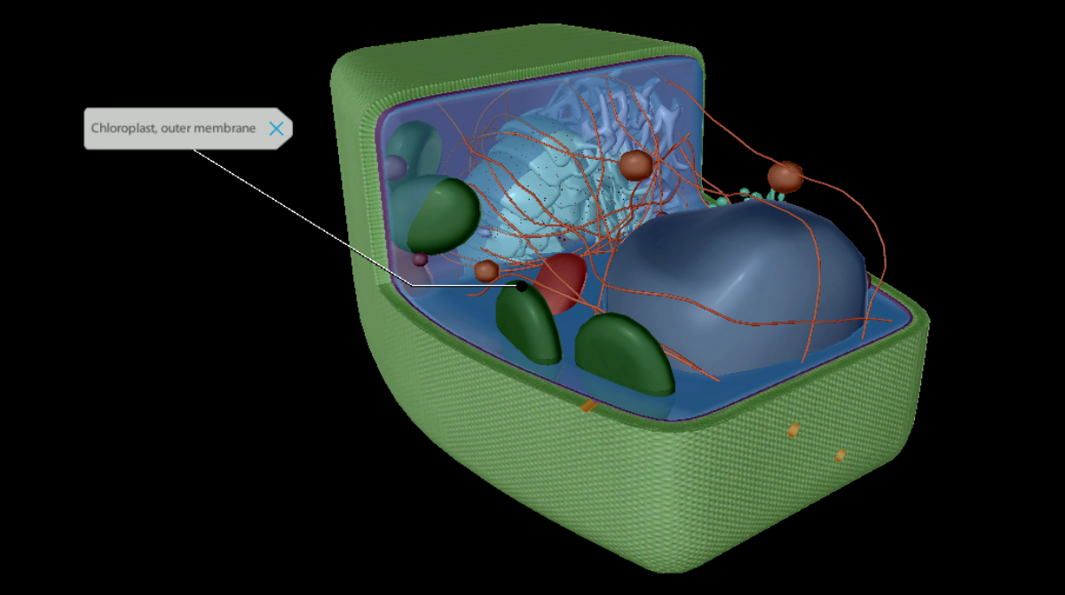 A Look Inside the Chloroplast: Organelle Components and Photosynthesis ...