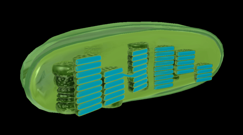 A Look Inside the Chloroplast: Organelle Components and Photosynthesis ...