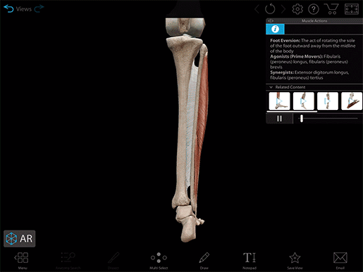 A Visual Guide to Muscle Terminology with VB Suite