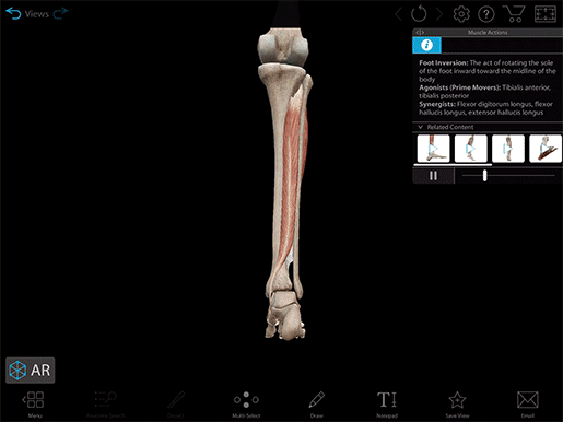 A Visual Guide to Muscle Terminology with VB Suite