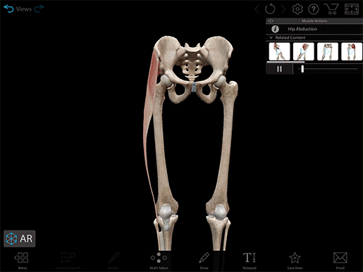 A Visual Guide to Muscle Terminology with VB Suite