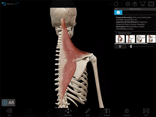 A Visual Guide to Muscle Terminology with Muscles & Kinesiology