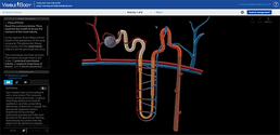 3D Urinary System Lesson Plan with Visible Body