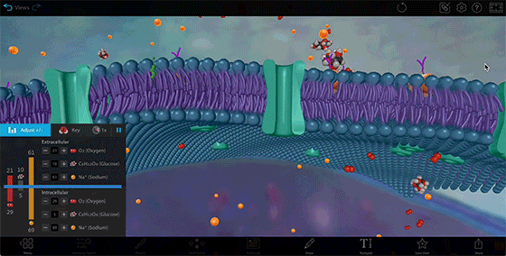 Introducing Visible Body’s 3D Plasma Membrane and Diffusion Simulation