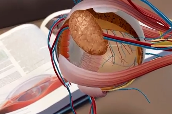 Is Visible Body Courseware a Good Alternative to an Anatomage Table?