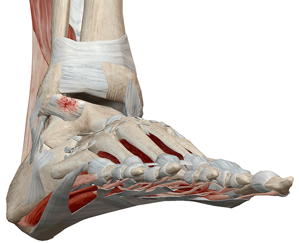 Anatomy and Physiology: A Peek at Lower Leg and Foot Pathologies