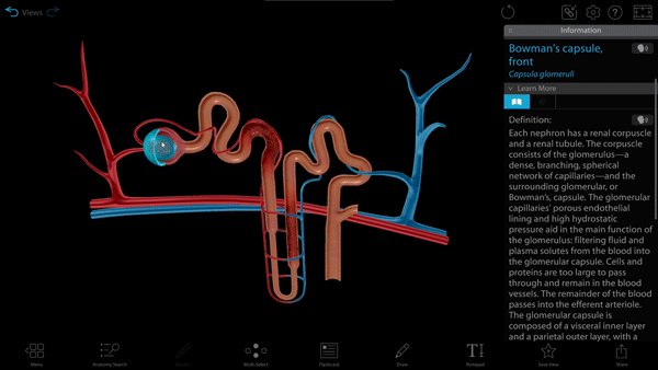 Teaching Renal Pathologies in 3D with Visible Body