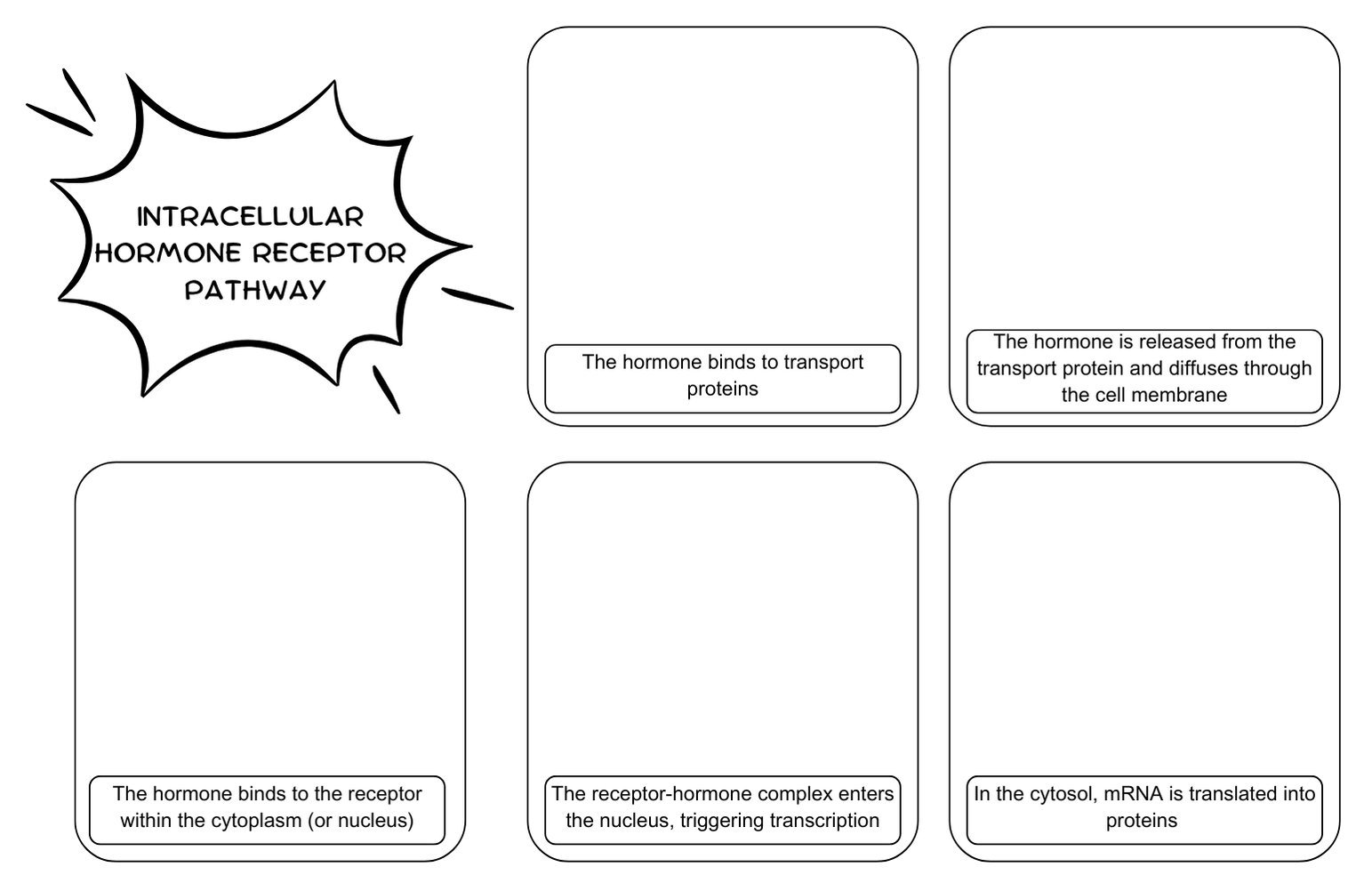 5 Endocrine Hormone Activities for Your Classroom