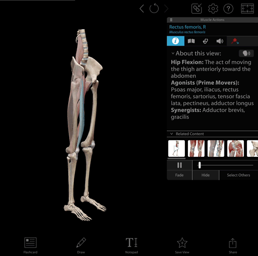How Muscles Move the Skeleton