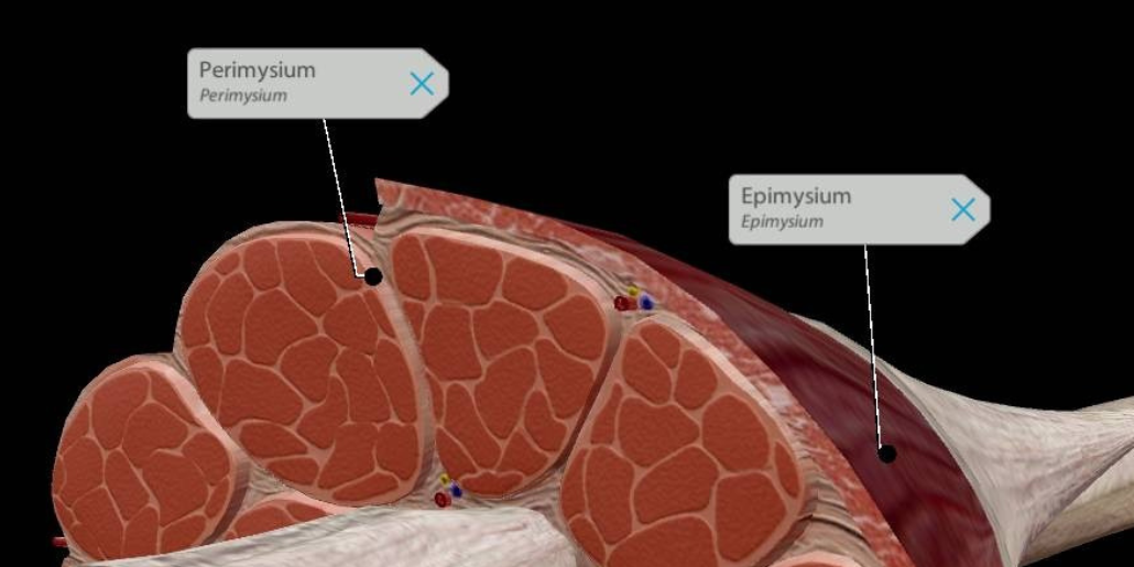 How Muscles Move the Skeleton