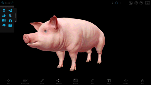 Comparing Animal Anatomy: A Visible Body Lesson Plan