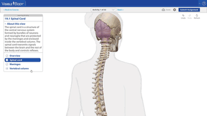 What Comes in a Premade Course in Visible Body Courseware?