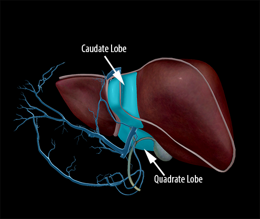 The Toxic Substance Treatment Plant: Liver Anatomy