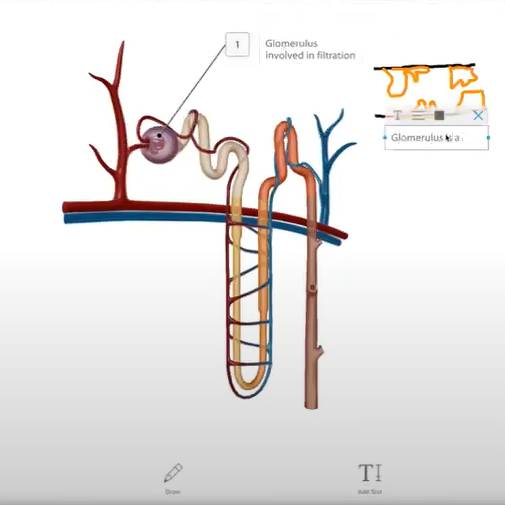 How to Teach Renal System Anatomy & Physiology with Visible Body