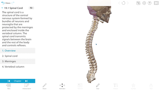 Coming Soon to Visible Body Suite: Anatomy & Physiology