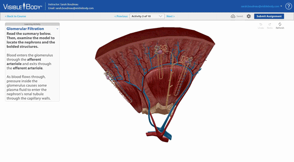How to Teach Renal System Anatomy & Physiology with Visible Body