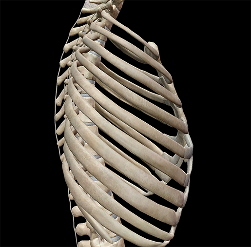3D Skeletal System: 7 Interesting Facts about the Thoracic Cage