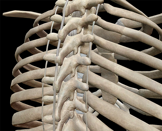 3D Skeletal System: 7 Interesting Facts about the Thoracic Cage