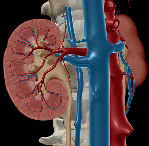 Anatomy and Physiology: Five Awesome Facts You Didn't Know