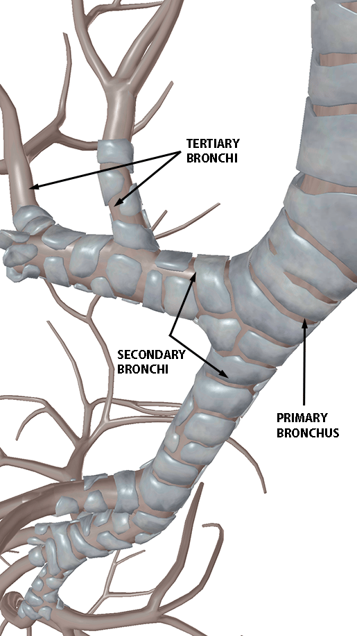 Anatomy and Physiology: Gas Exchange