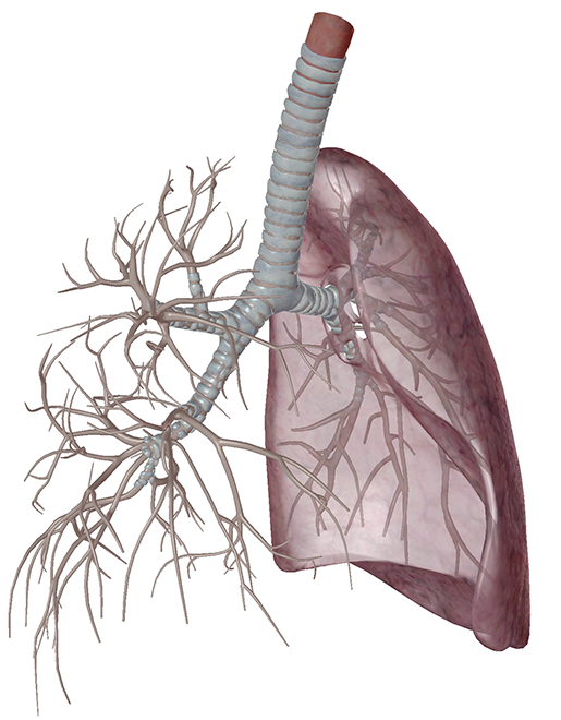 Anatomy and Physiology: Gas Exchange