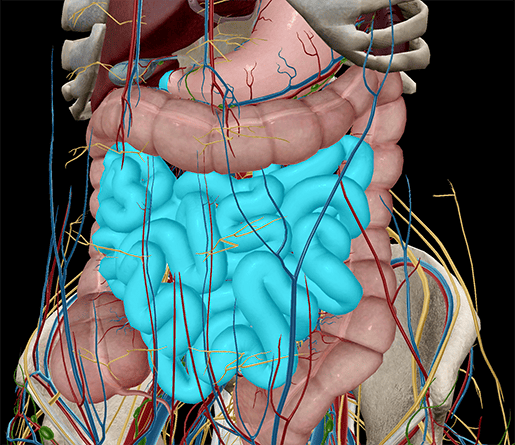 Anatomy and Physiology: Major Components of the Digestive System