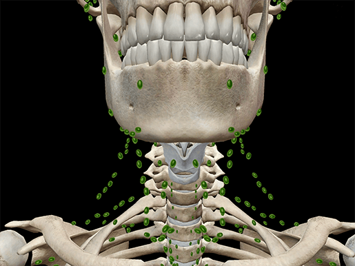 Anatomy and Physiology: Major Components of the Lymphatic System