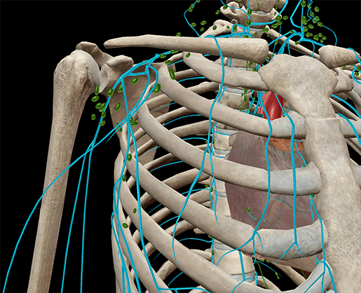Anatomy and Physiology: Major Components of the Lymphatic System