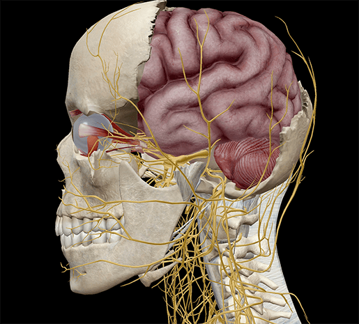 Anatomy and Physiology: The Anatomy of Vision