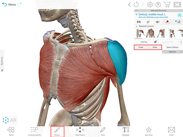 6 Tips to Help You Become a Human Anatomy Atlas Super User