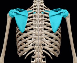 3D Skeletal System: The Shoulder Girdle