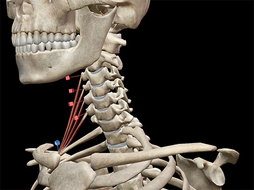 Learn Muscle Anatomy: Scalene Muscles and Other Neck Anatomy
