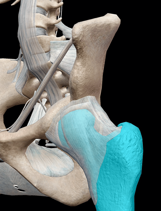3D Skeletal System: 5 Cool Facts about the Femur