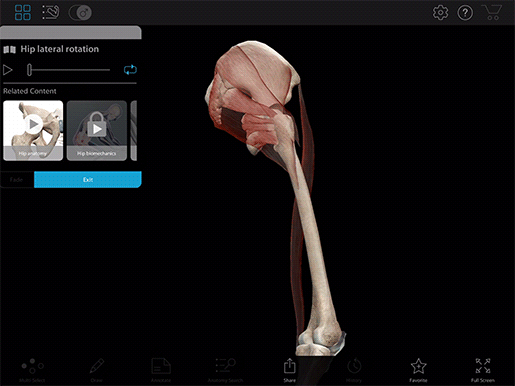 Learn Muscle Anatomy: Lateral Rotators