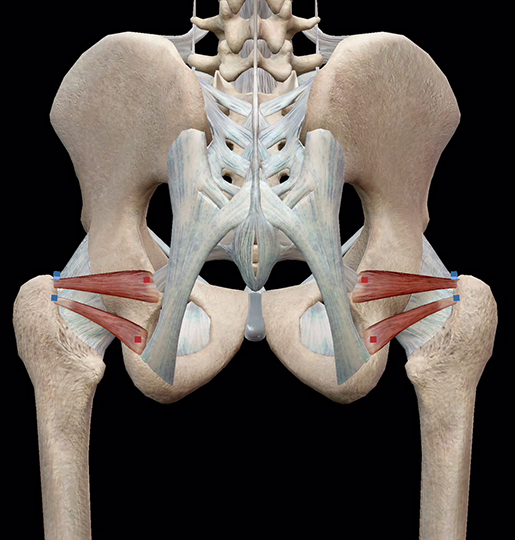 Learn Muscle Anatomy: Lateral Rotators